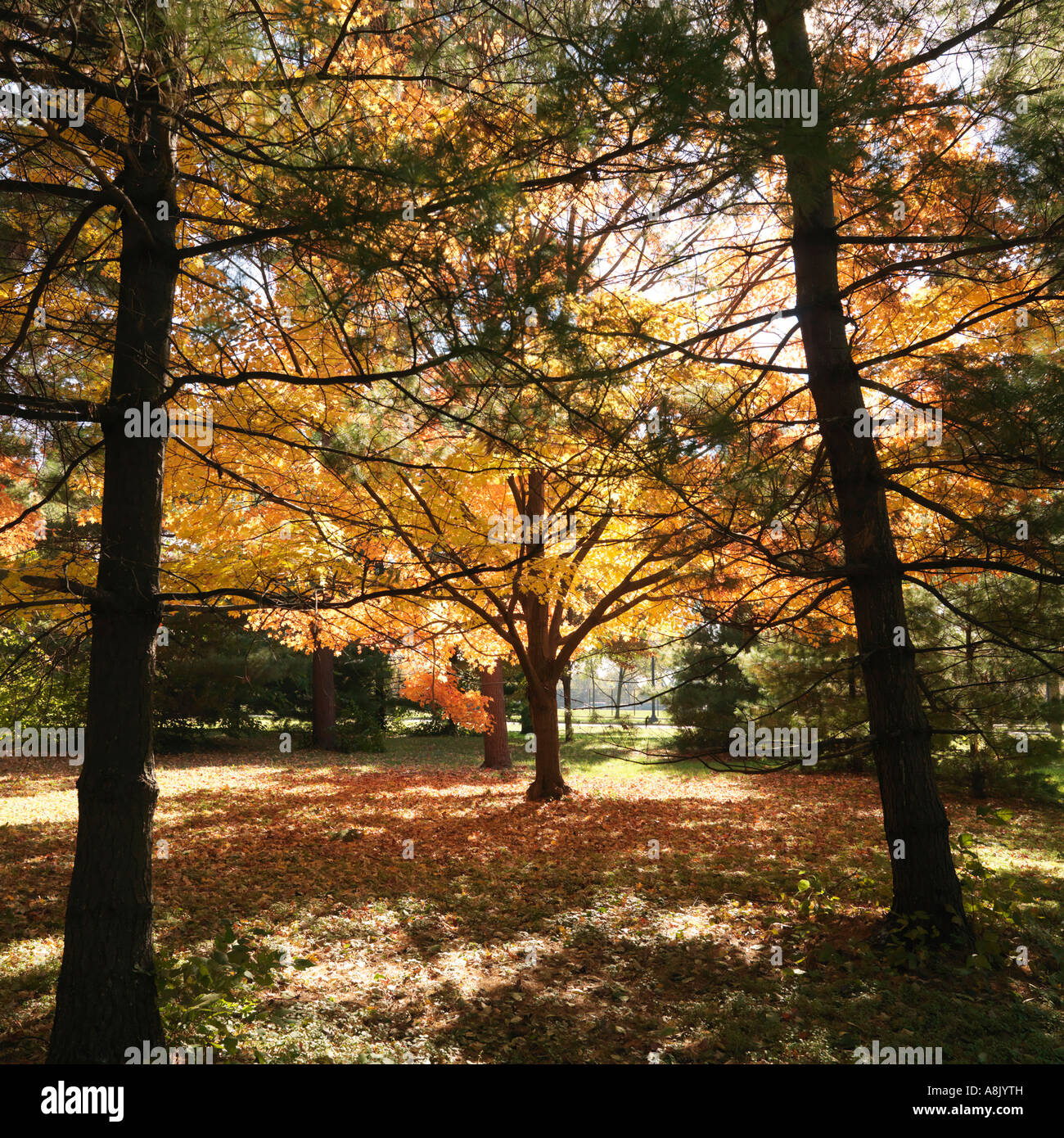 Maple trees in Fall color Stock Photo - Alamy