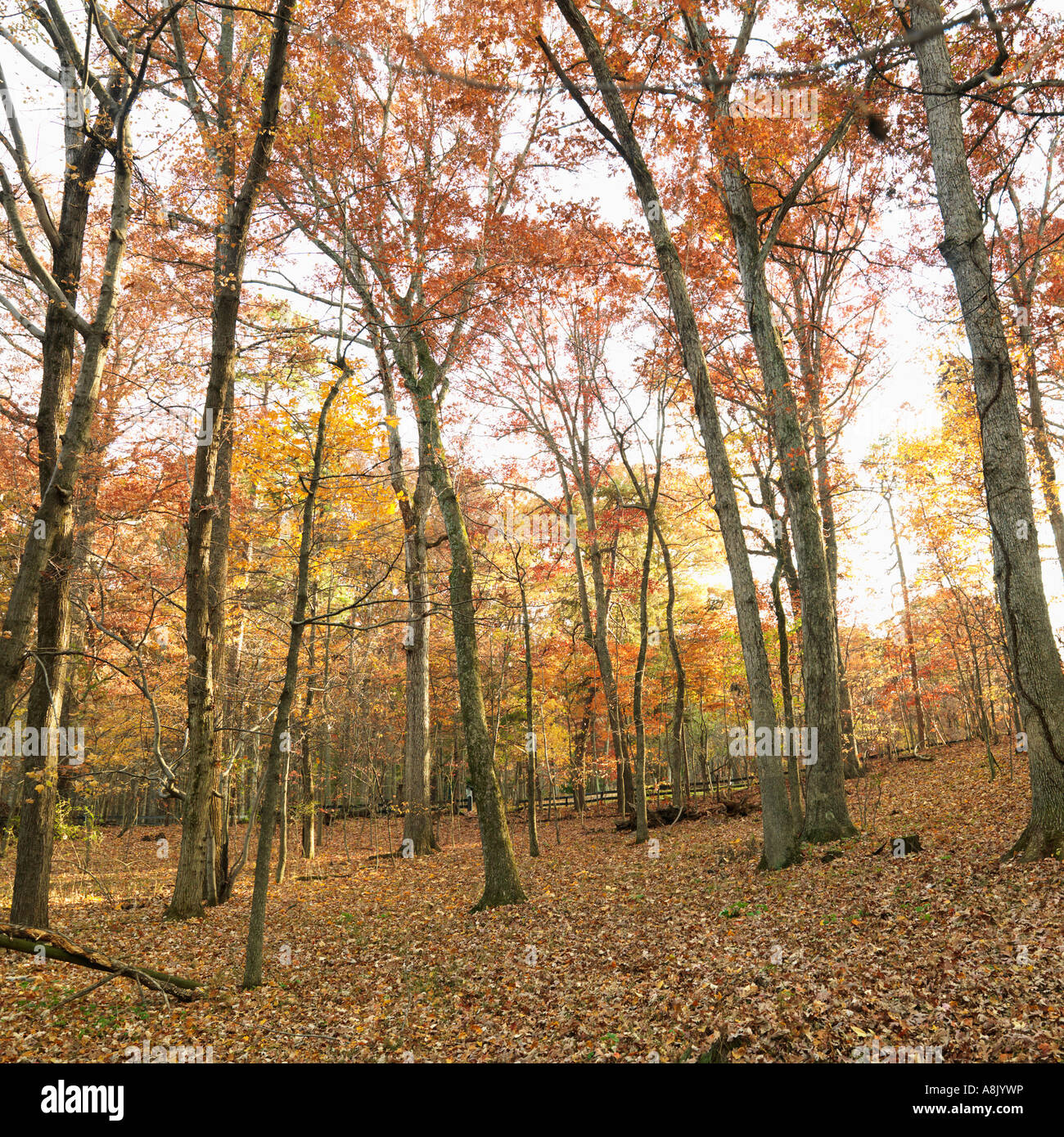 Trees with Fall colored leaves Stock Photo - Alamy