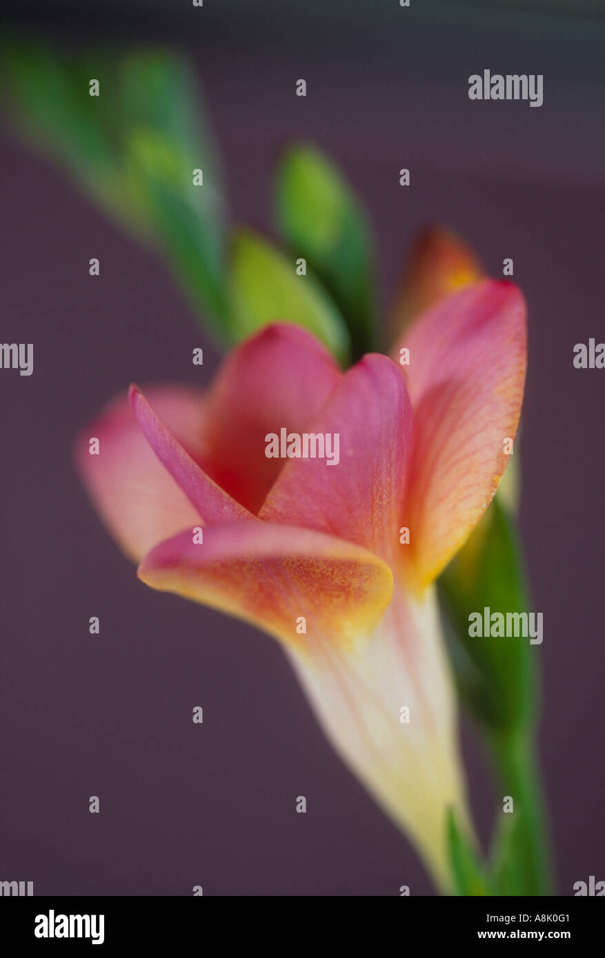 Close up view of unknown pink flowers with a black and green background ...