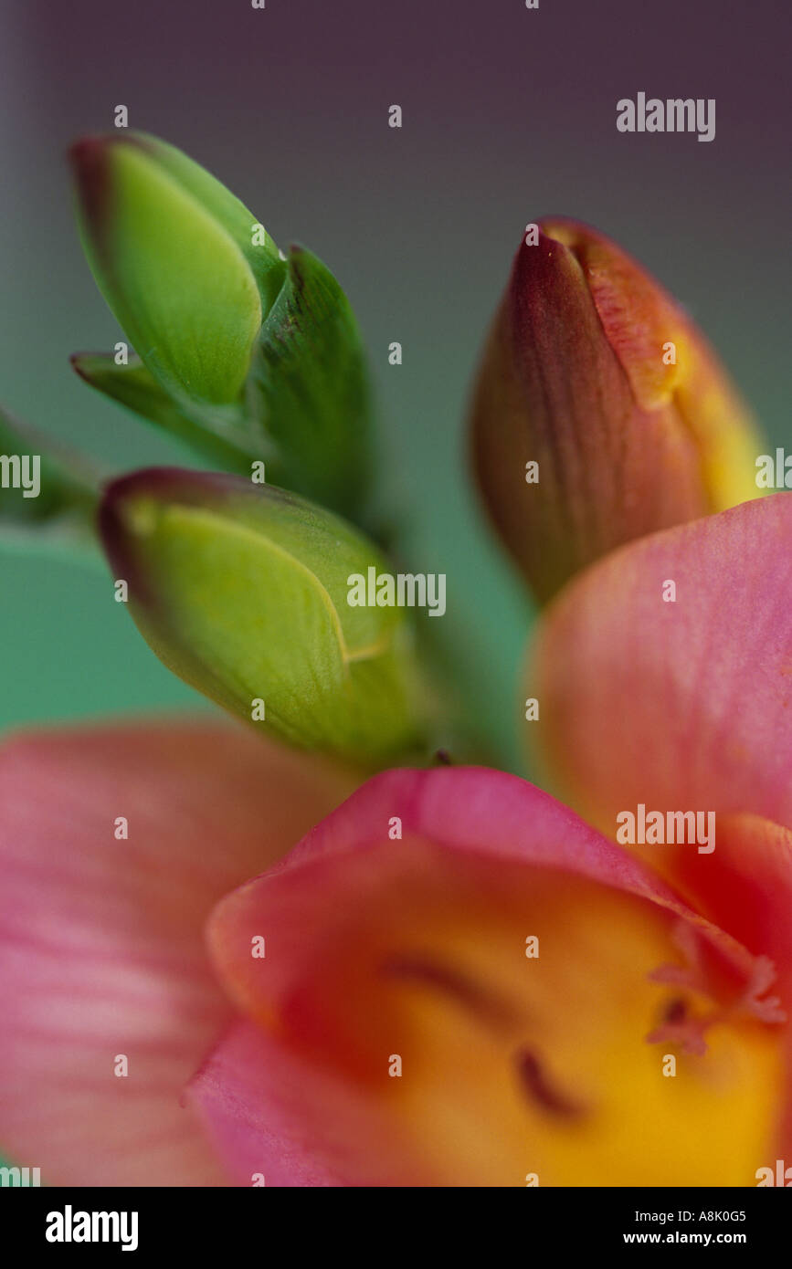 Close up view of unknown pink flowers with a black and green background ...