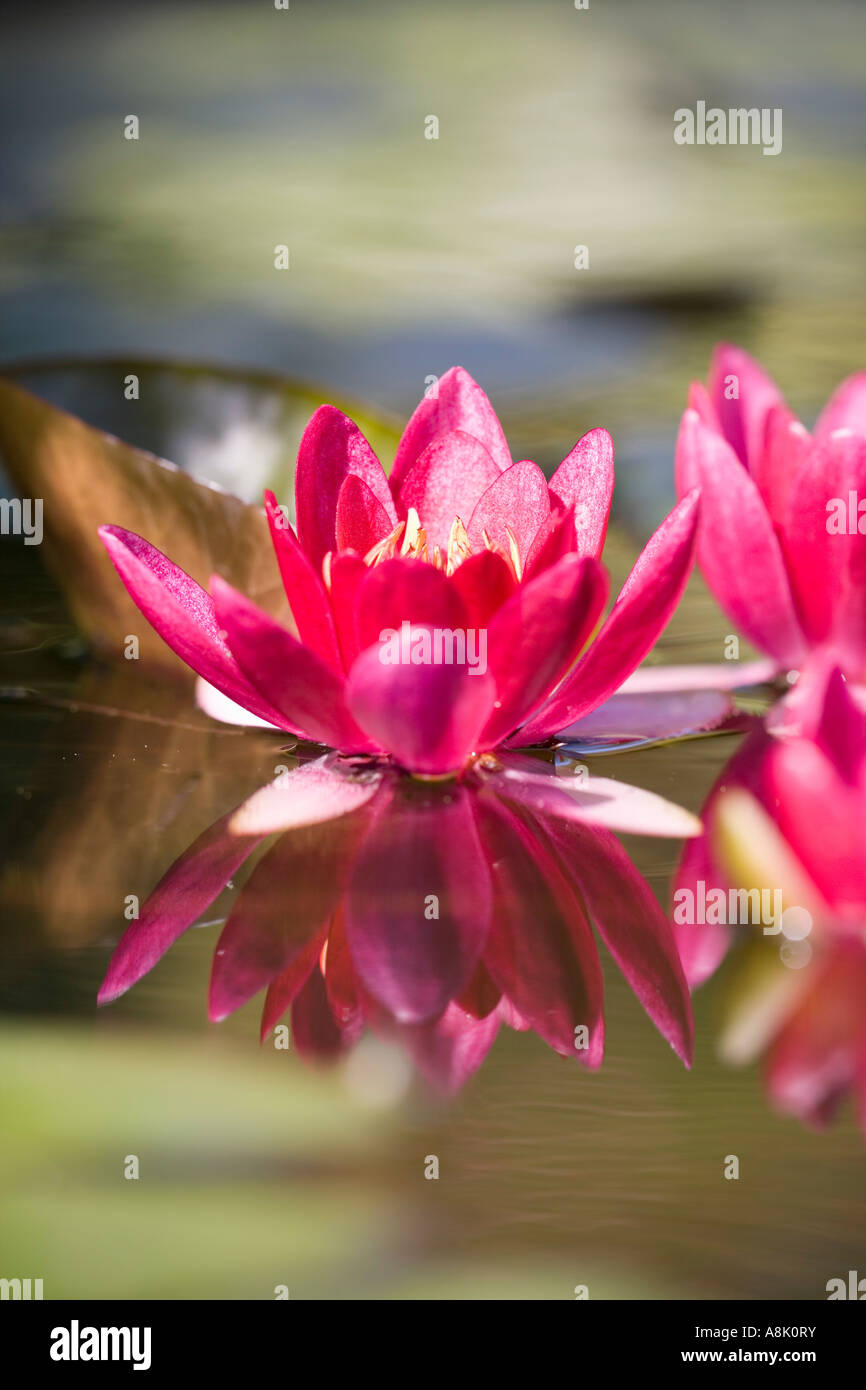 Pink Water Lily Stock Photo - Alamy
