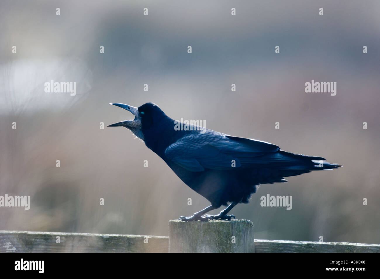 Rook corvus frugilegus calling hi-res stock photography and images - Alamy
