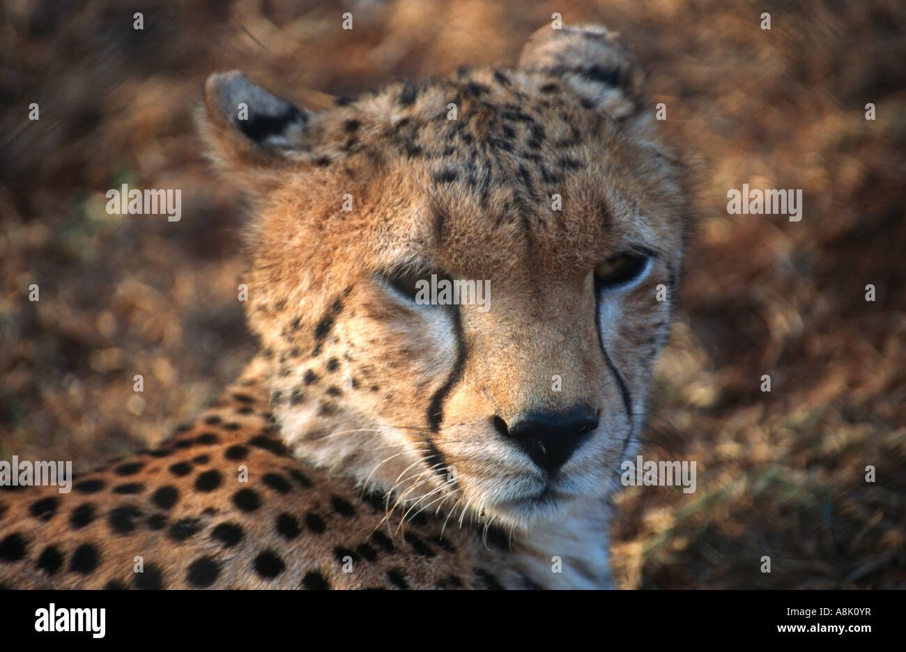 Fierce cheetah hi-res stock photography and images - Alamy