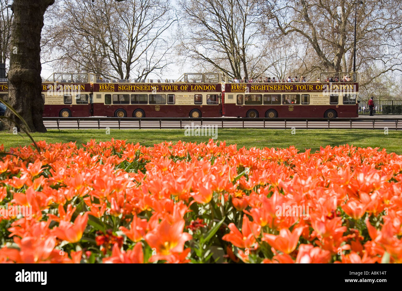 Two Open Top Tour Buses UK London at Hyde Park Corner with Tulips in ...