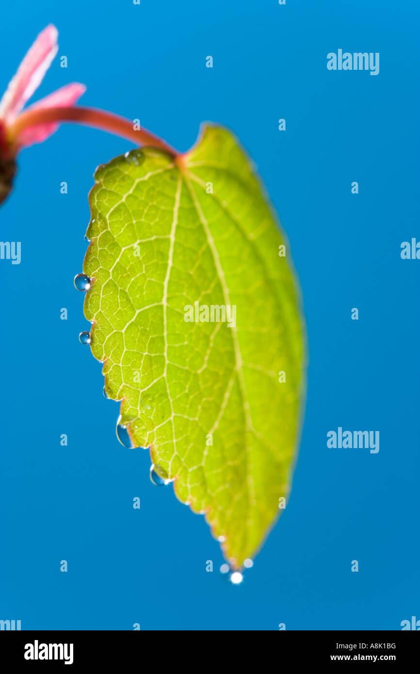 Newly Emerged Leaves of Katsura Tree "Cercidiphyllum japonicum" with ...