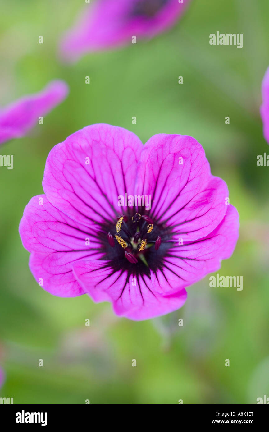 Cultivated Cranesbill Flower Stock Photo - Alamy