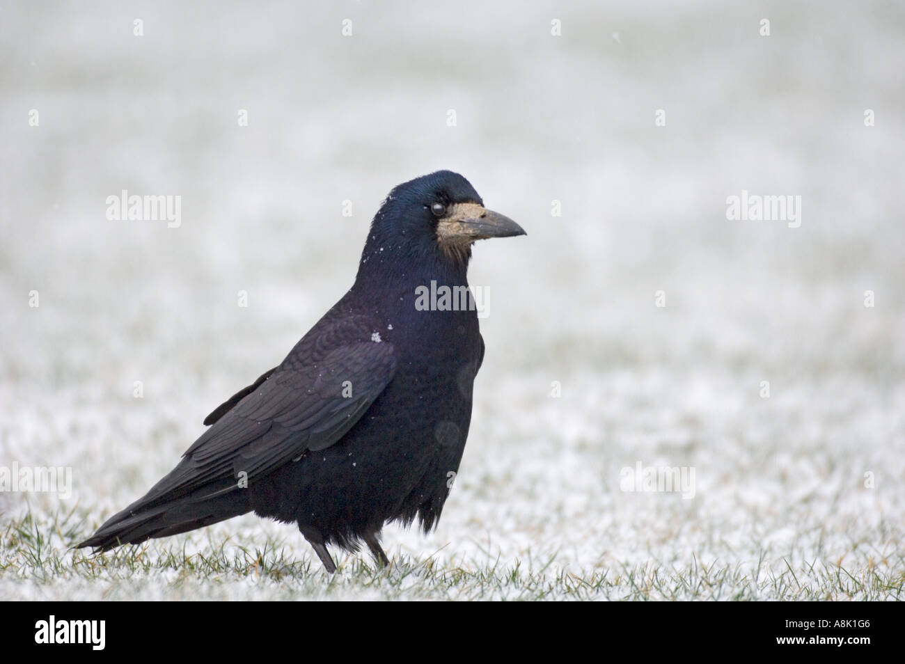 Rook in rookery hi-res stock photography and images - Alamy