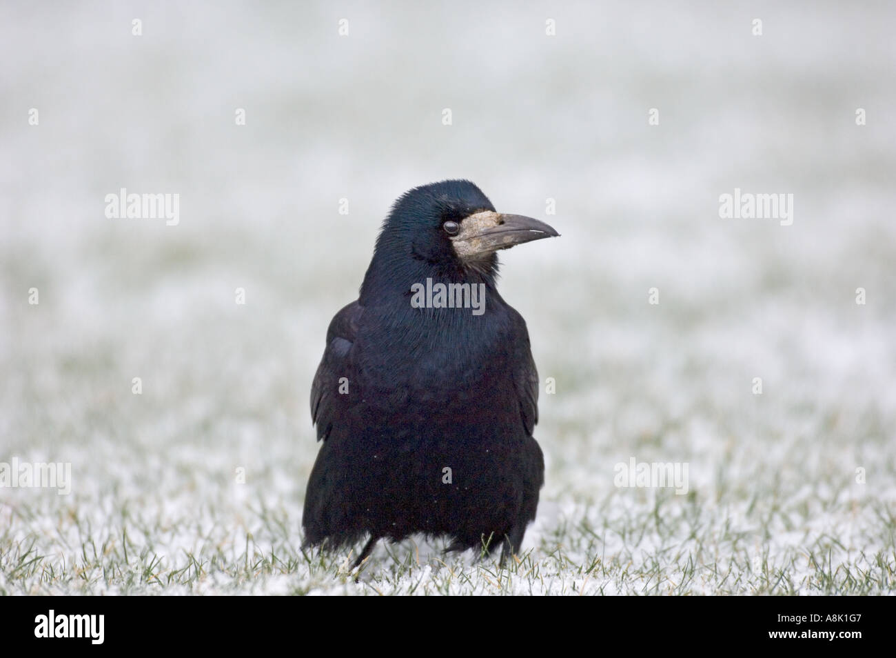 Rook in rookery hi-res stock photography and images - Alamy