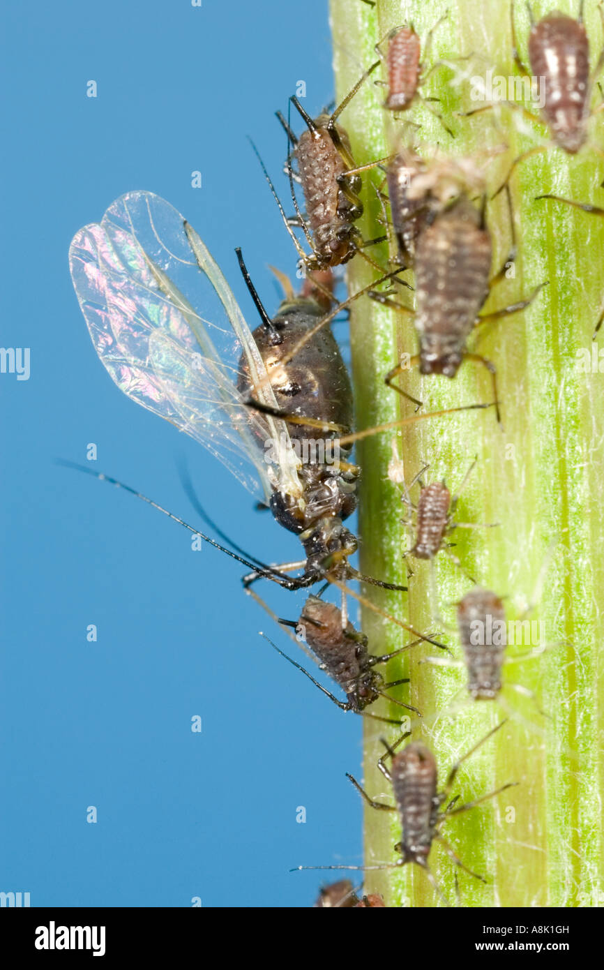Black Bean Aphid "Aphis fabae" UK Stock Photo - Alamy