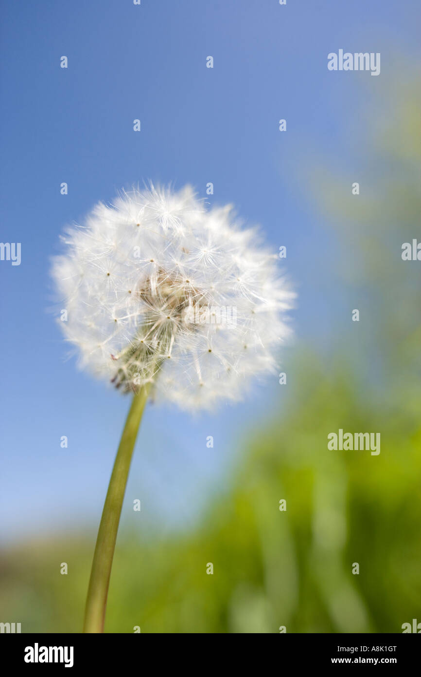 Dandelion Seed Head Pappus "Taraxacum officinale" UK Stock Photo - Alamy