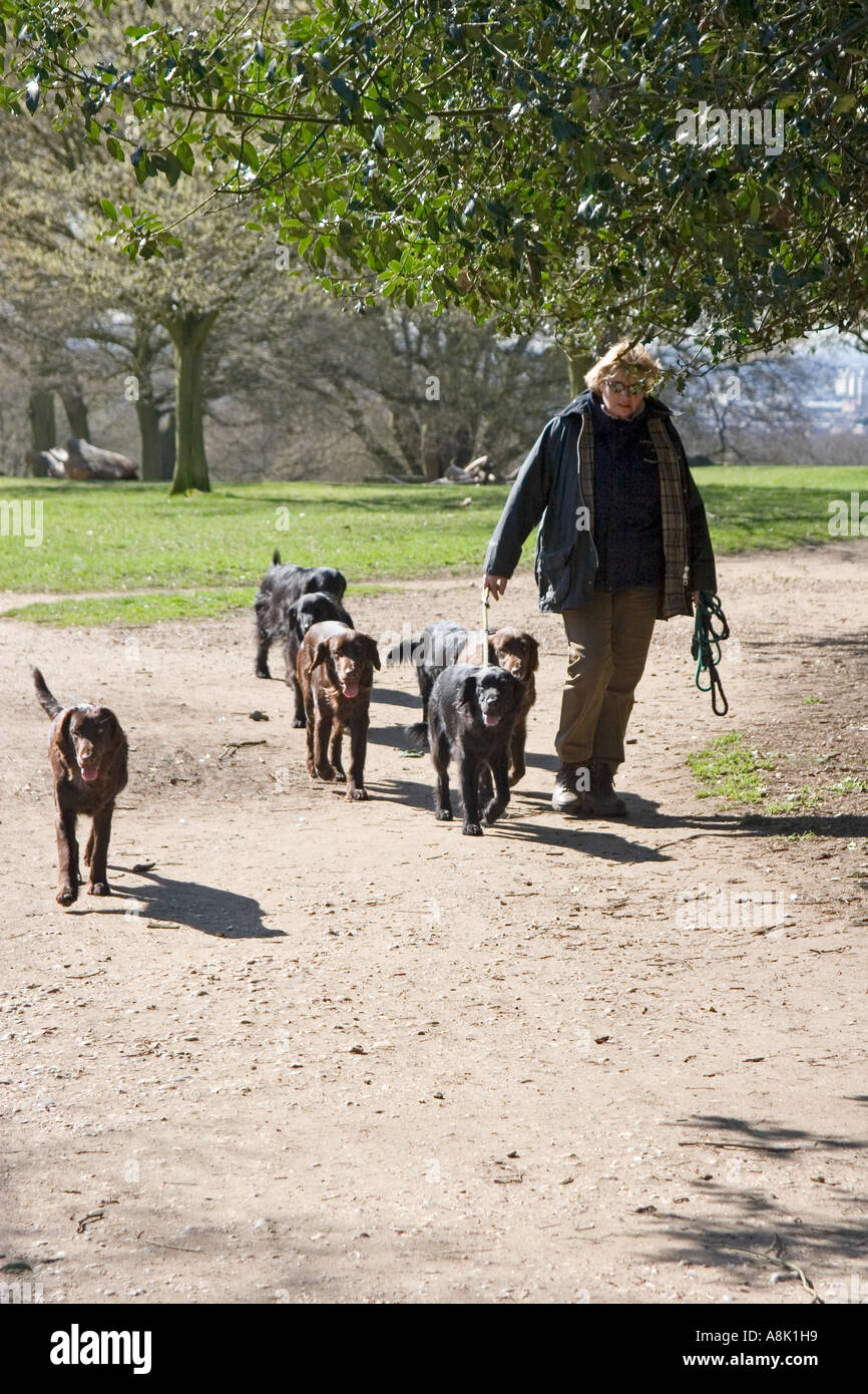 Seven dogs hi-res stock photography and images - Alamy