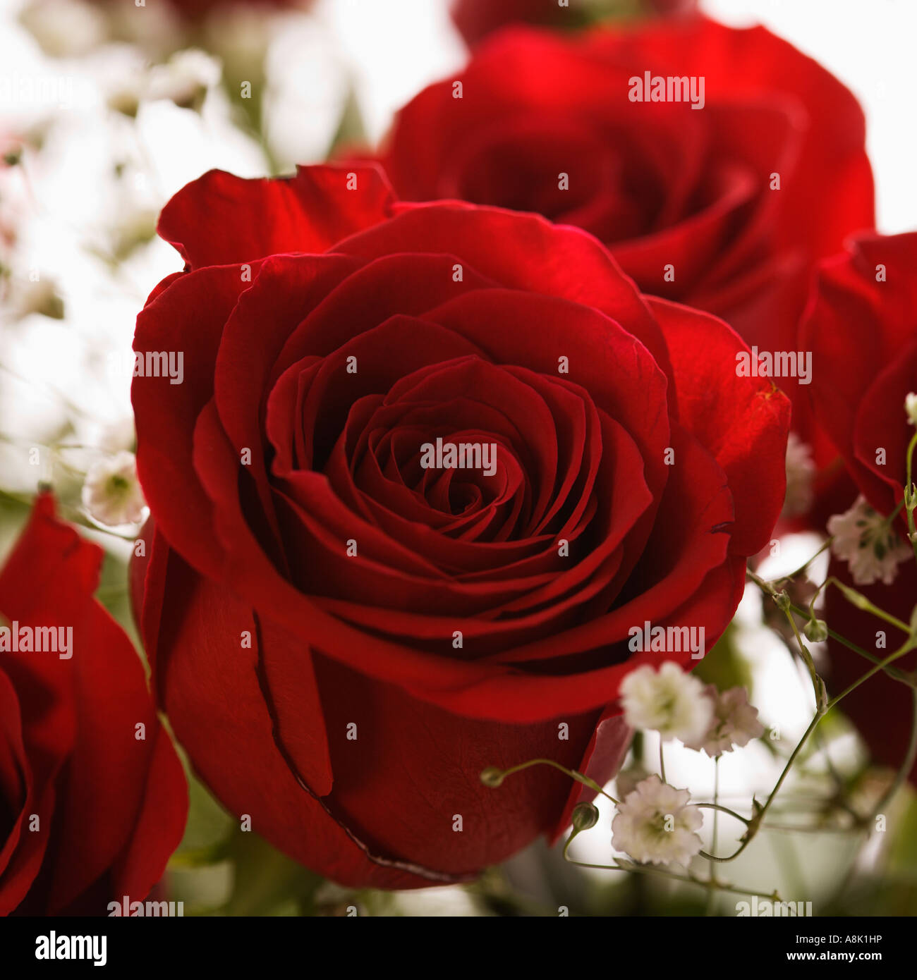 Close up of bouquet of red roses with baby s breath Stock Photo - Alamy