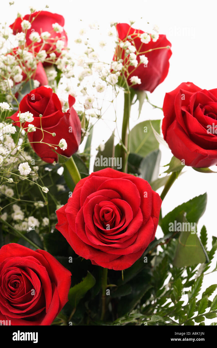 Close up of bouquet of long stemmed red roses with baby s breath ...
