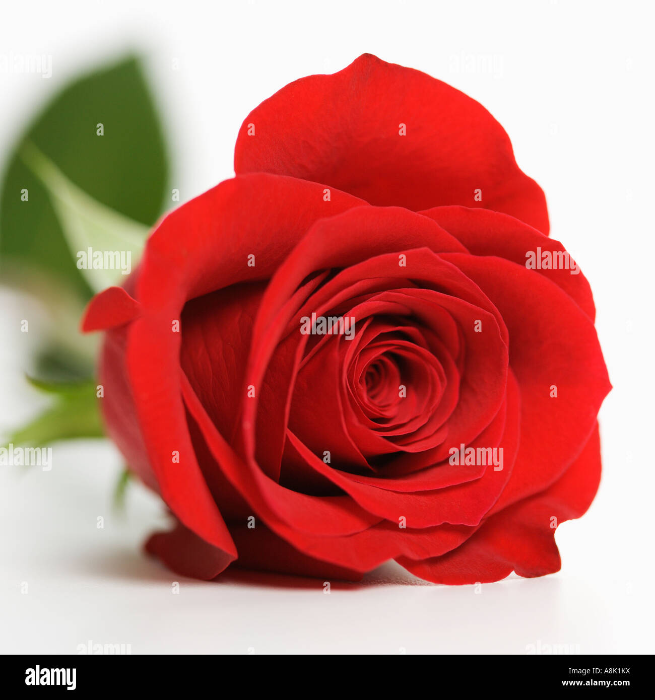 Close up of single red rose against white background Stock Photo - Alamy