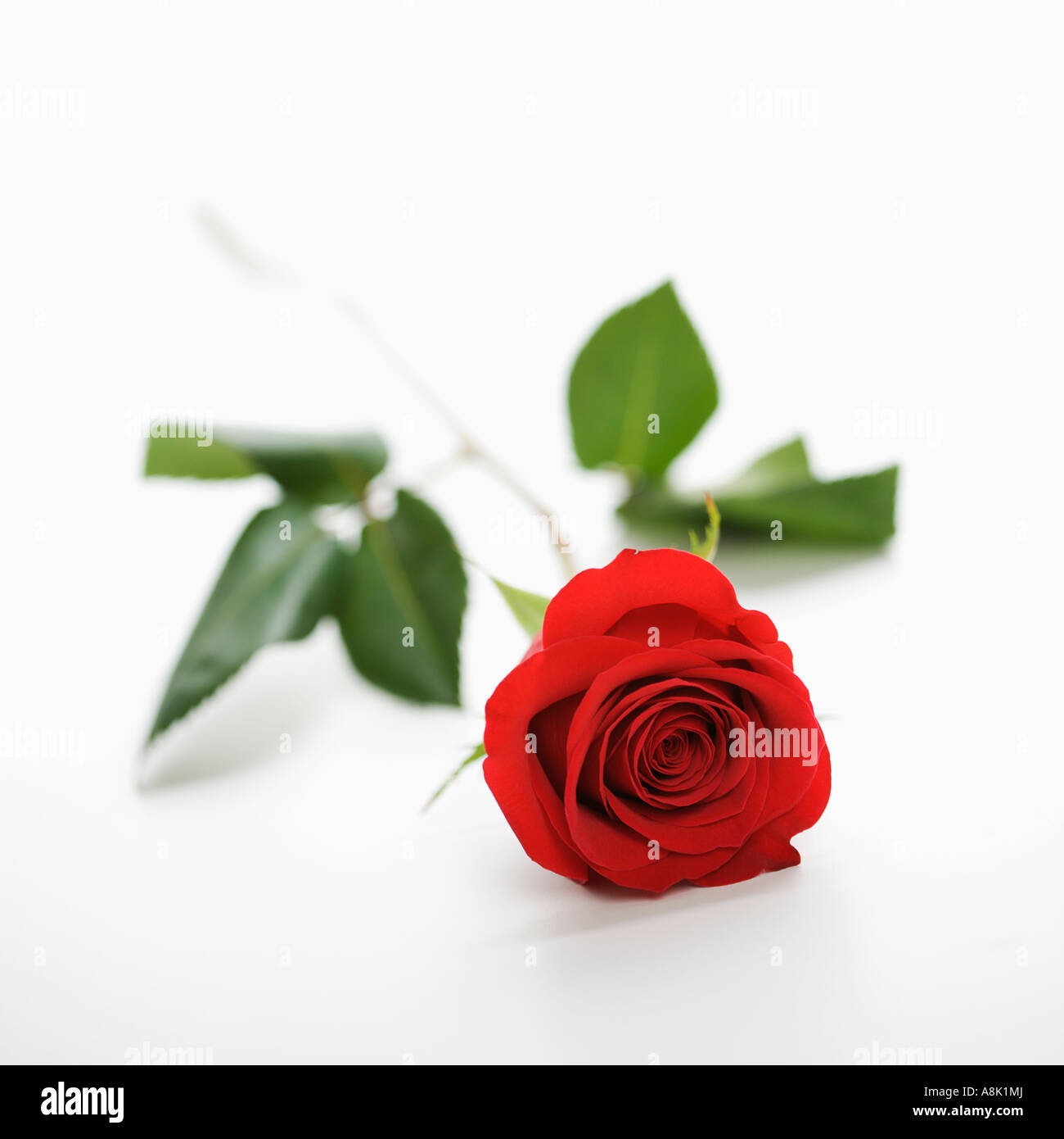 Single long stemmed red rose against white background Stock Photo - Alamy