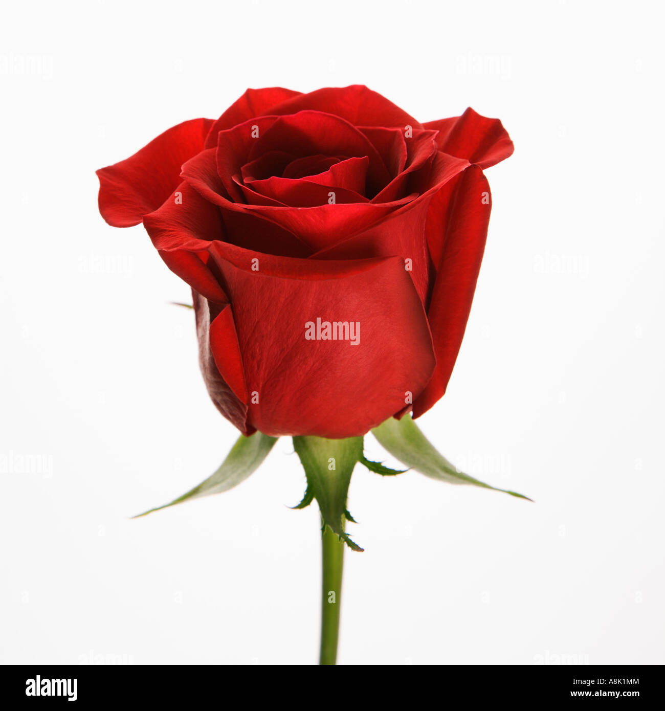 Single long stemmed red rose against white background Stock Photo - Alamy