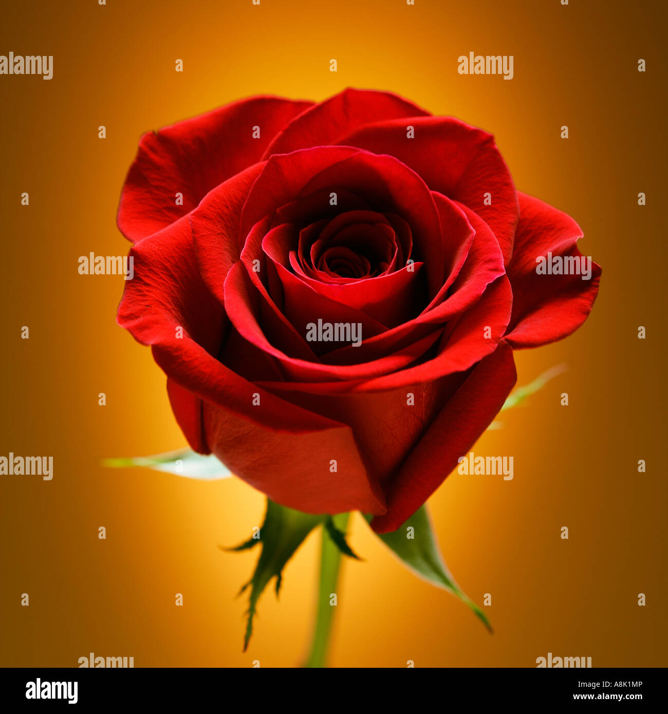 Single long stemmed red rose against glowing golden background Stock ...