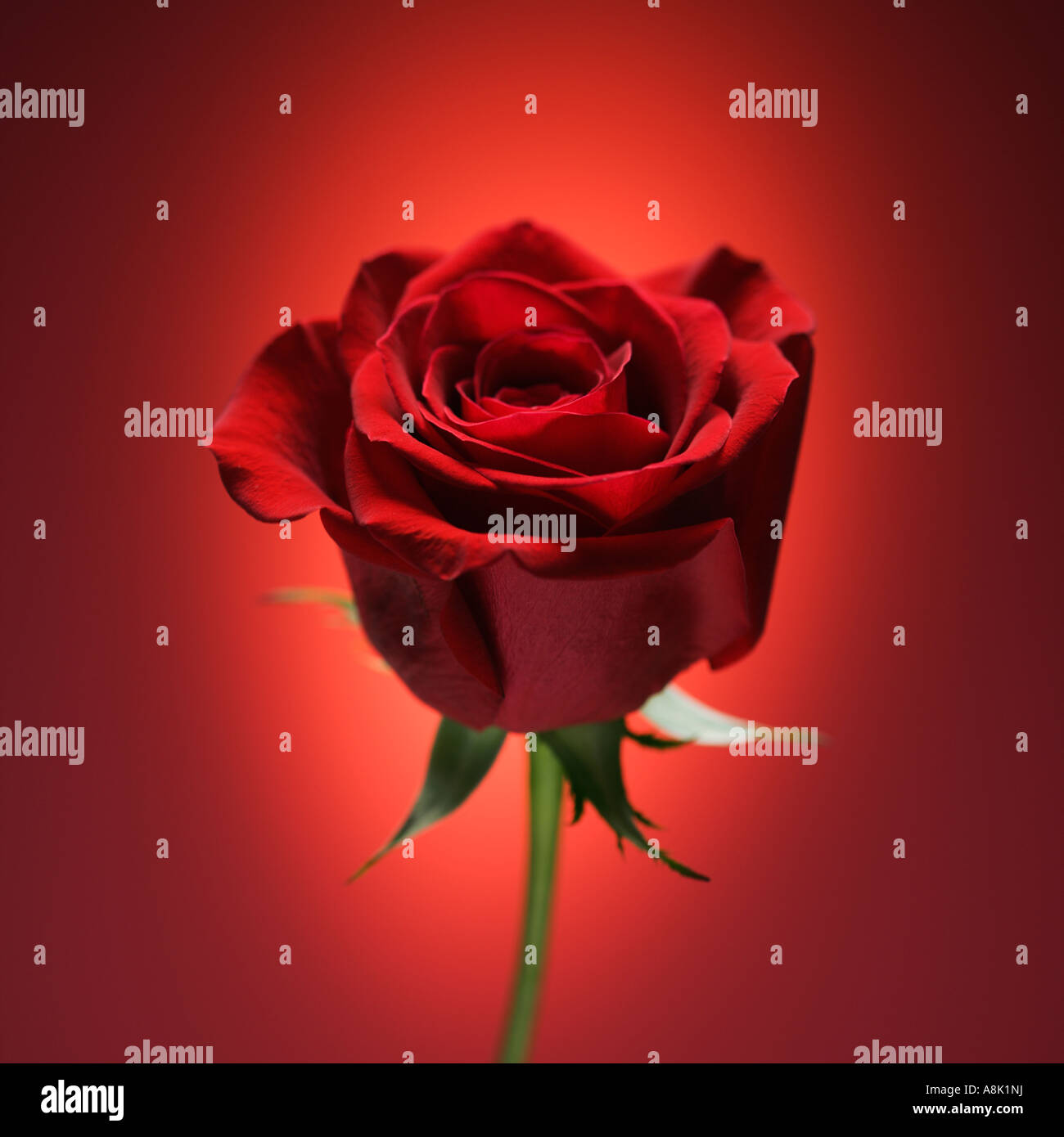 Single long stemmed red rose against glowing red background Stock Photo ...