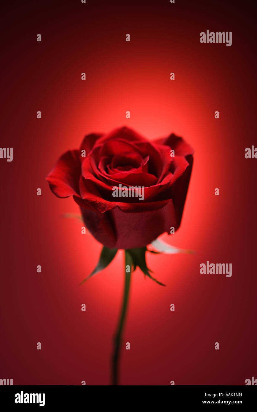 Single long stemmed red rose against glowing red background Stock Photo ...