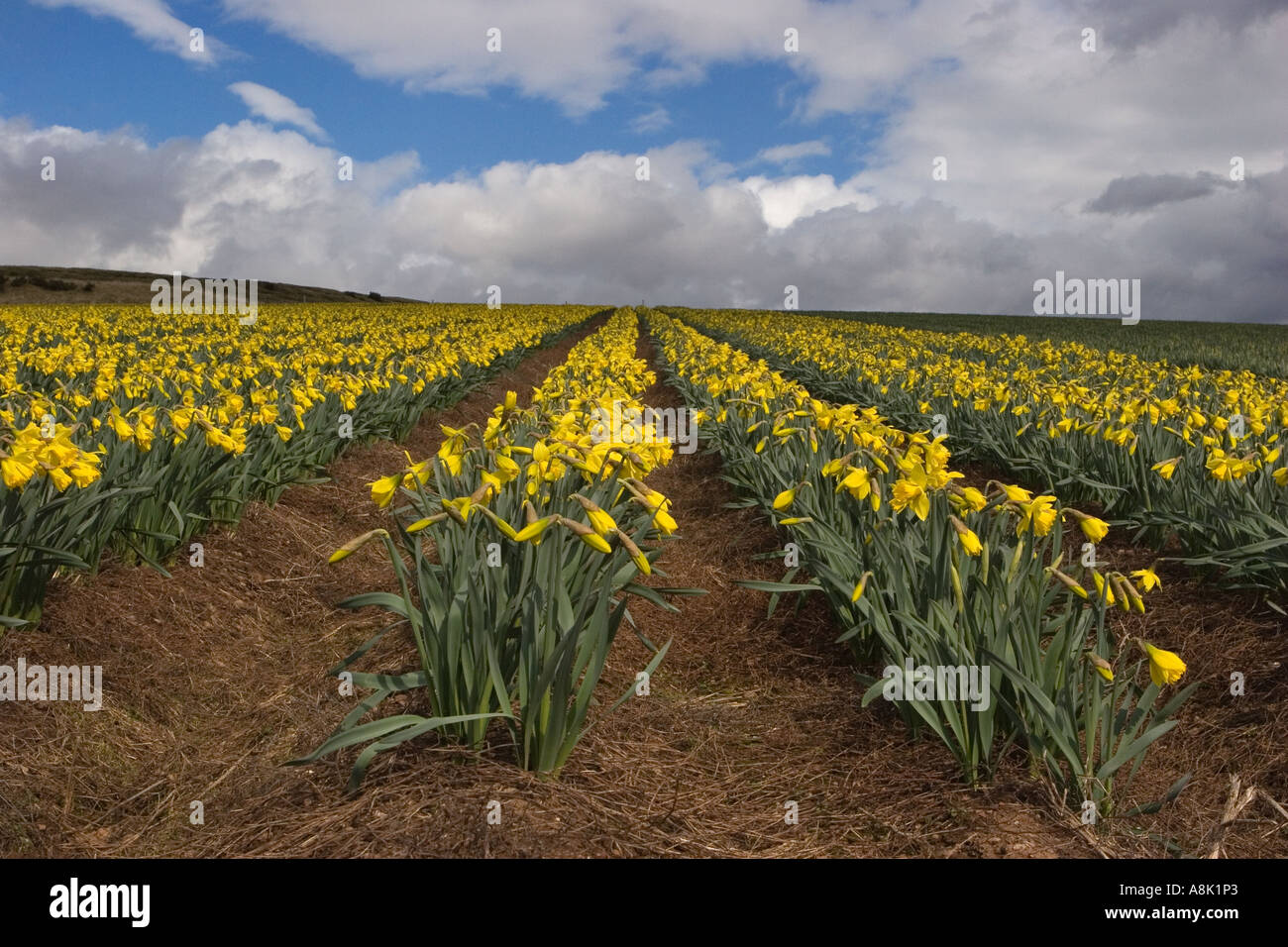 Scottish Commercial daffodil bulb growing, field, nature, green, yellow ...