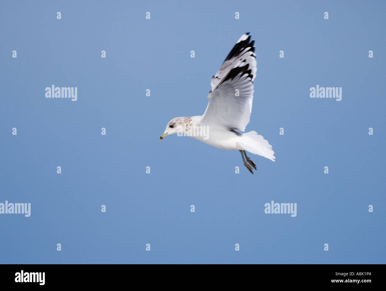 Common Gull Northumberland UK wnter Stock Photo - Alamy