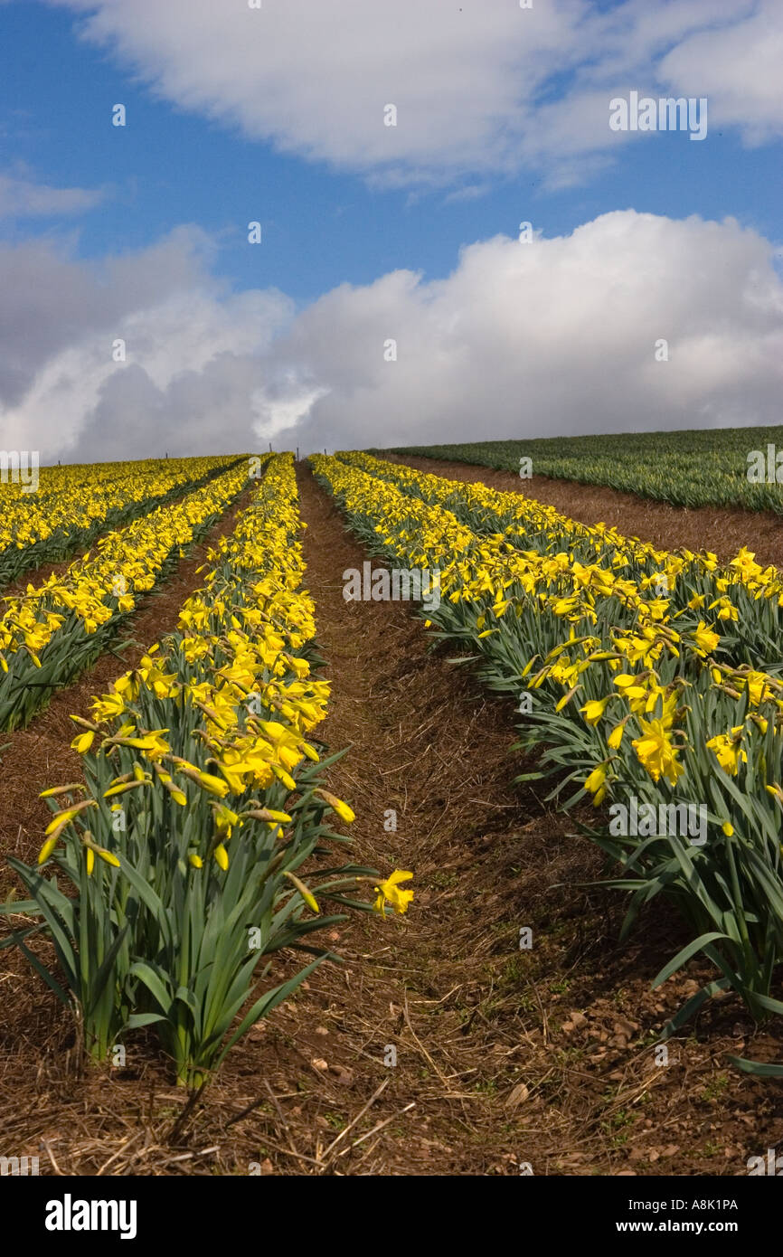 Scottish Commercial daffodil bulb growing, field, nature, green, yellow ...