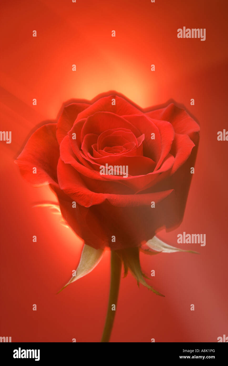 Single long stemmed red rose against glowing red background Stock Photo ...