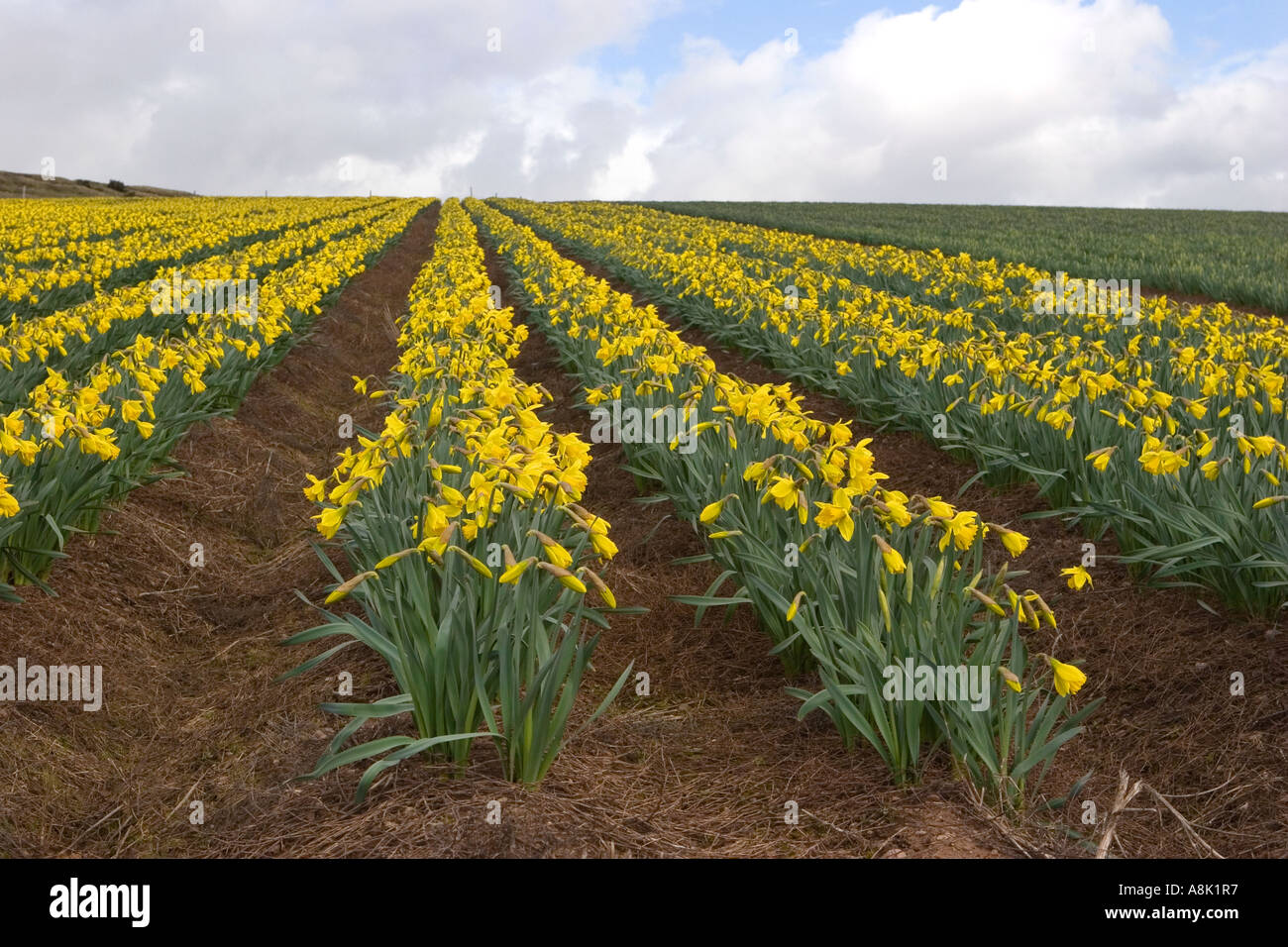 Scottish Commercial daffodil bulb growing, field, nature, green, yellow ...