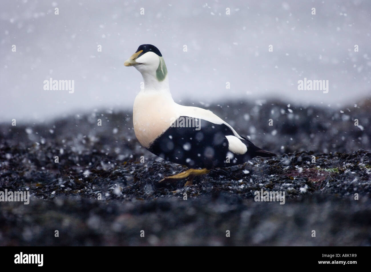 Daffy duck snow hi-res stock photography and images - Alamy