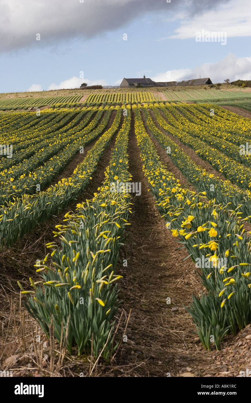 Scottish Commercial daffodil bulb growing, field, nature, green, yellow ...