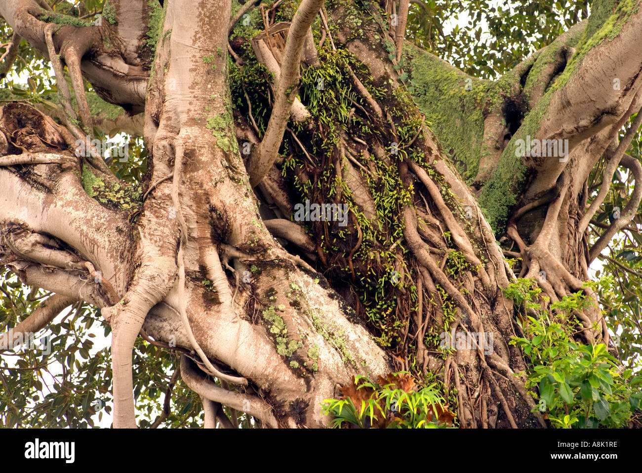Tree stump greenery hi-res stock photography and images - Alamy