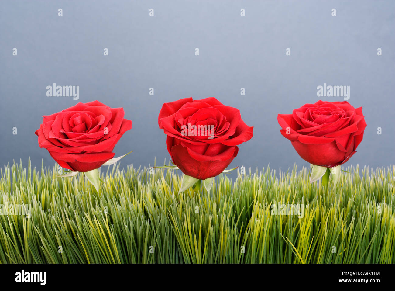 Three red roses growing out of artificial green grass Stock Photo - Alamy