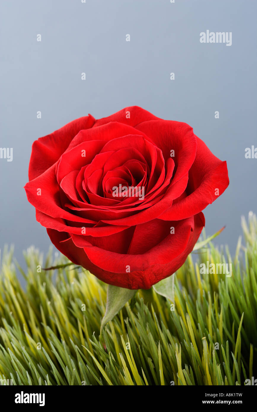 Roses grass vertical nobody hi-res stock photography and images - Alamy
