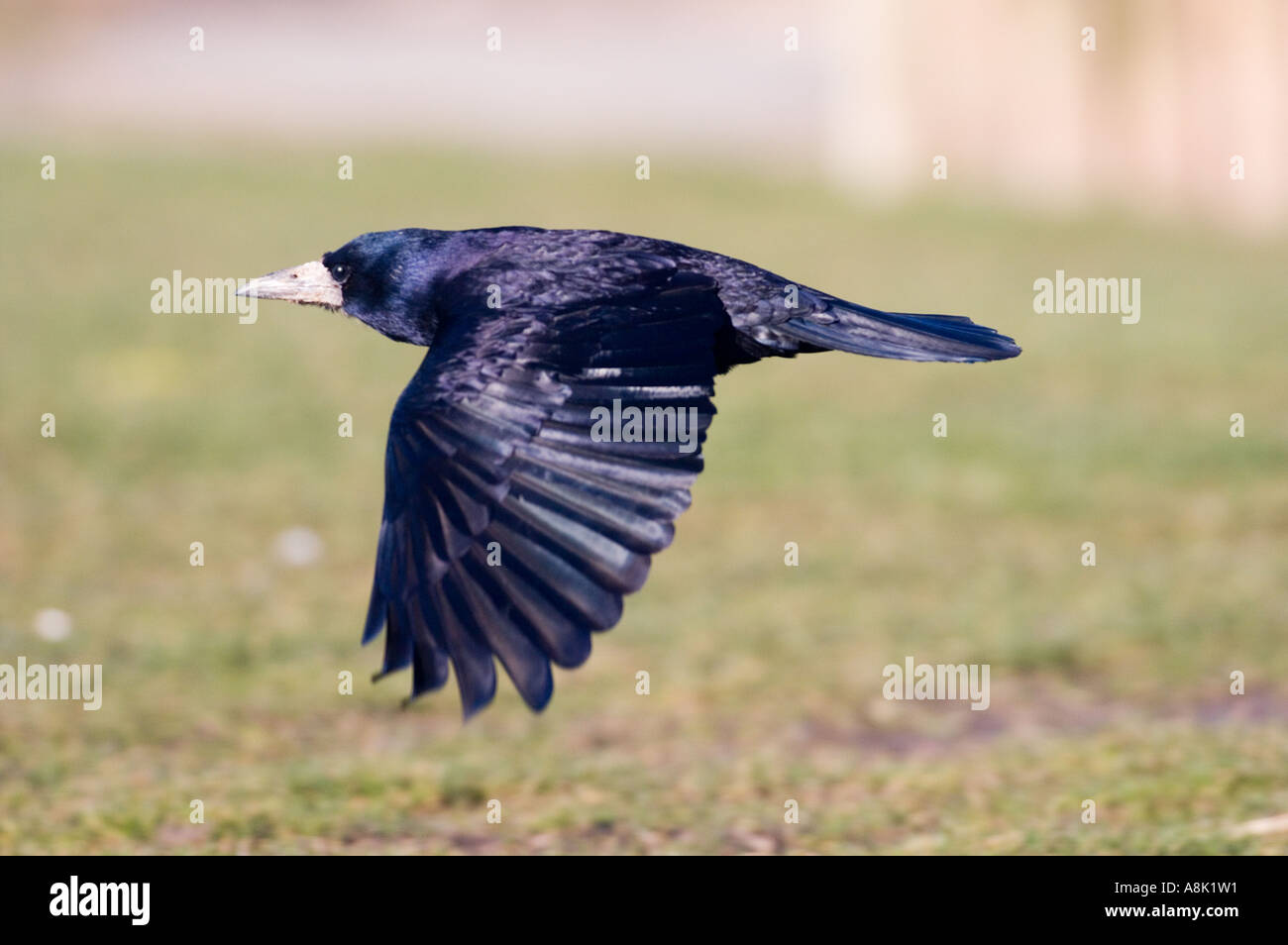 Rook flies hi-res stock photography and images - Alamy