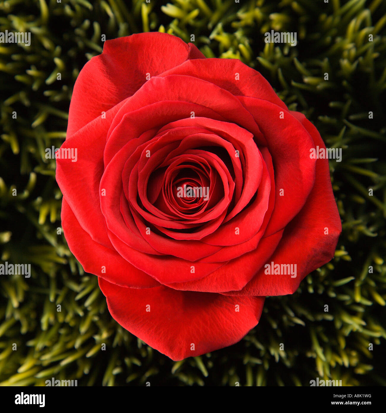Single red rose growing out of artificial green grass Stock Photo - Alamy