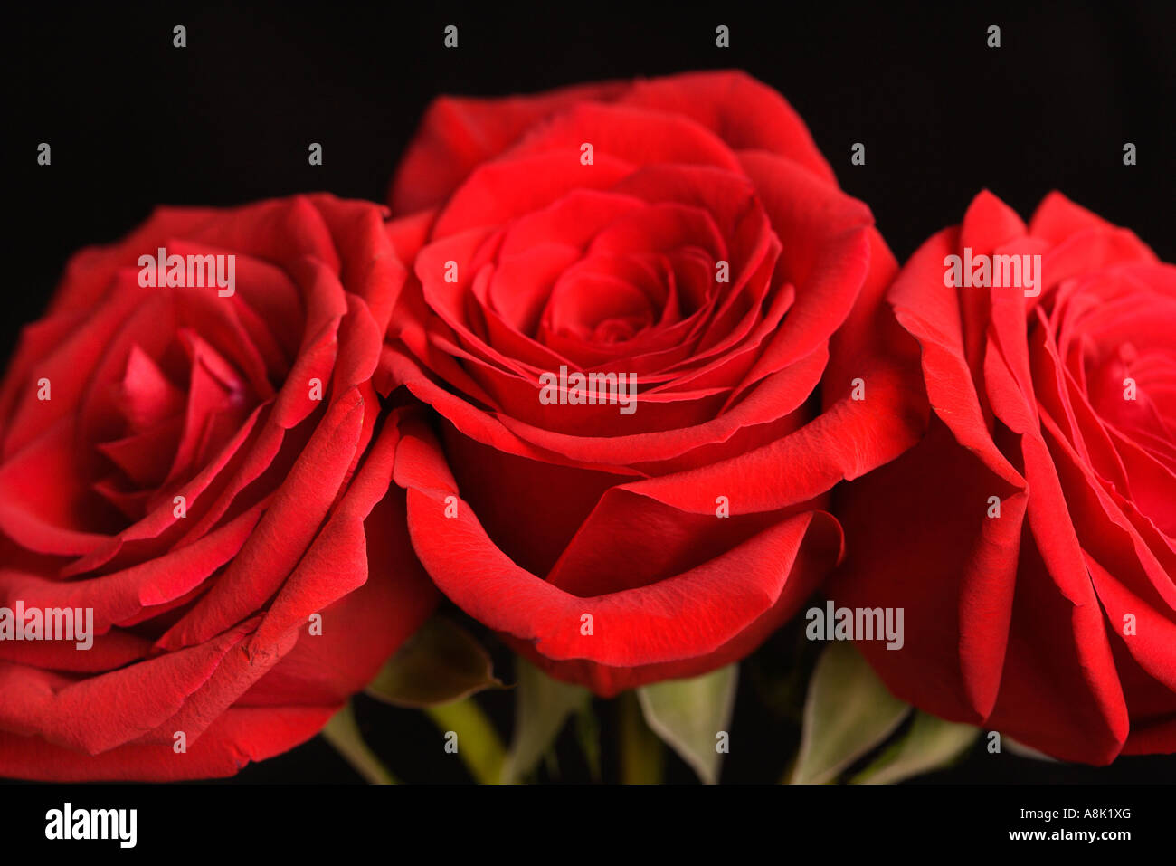 Close up of three red roses against black background Stock Photo - Alamy
