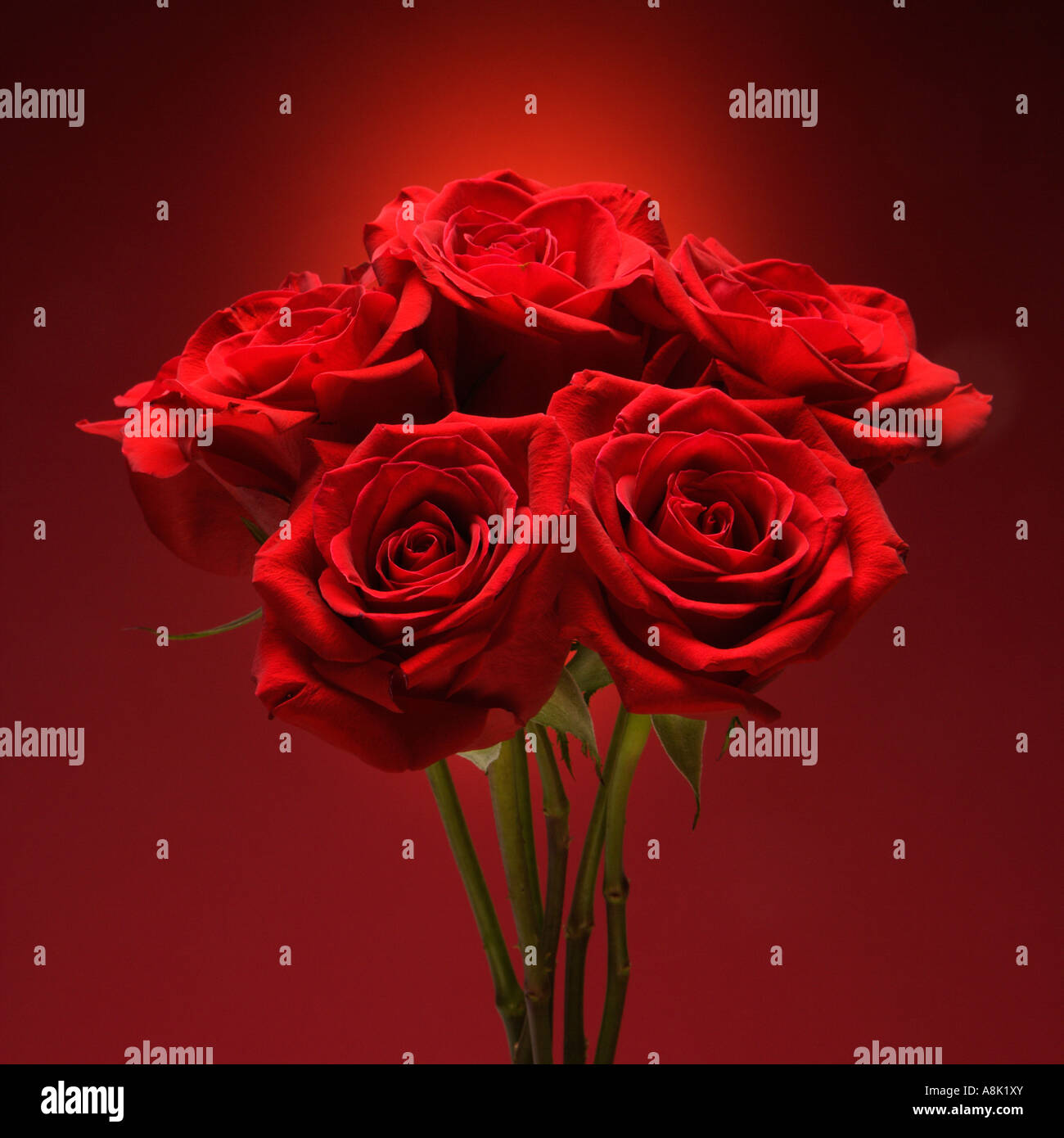 Red roses bouquet shot hi-res stock photography and images - Alamy