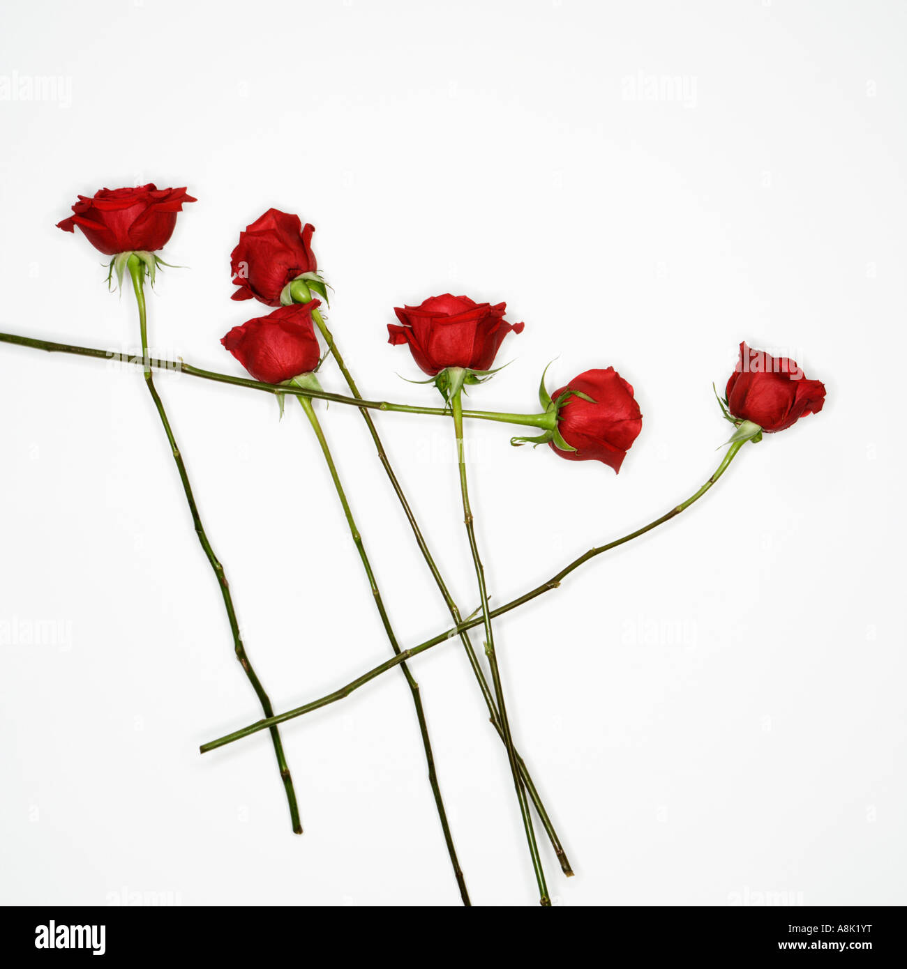 Long stemmed red roses spread out against white background Stock Photo ...
