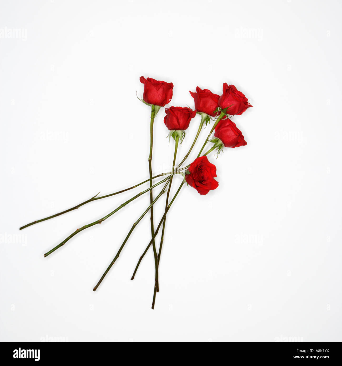 Long stemmed red roses spread out against white background Stock Photo ...