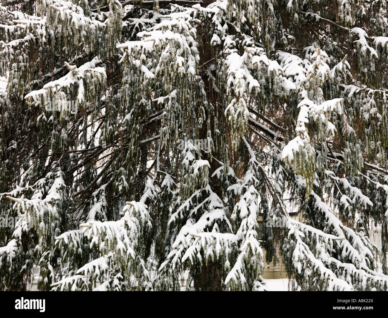 Snowy close up scene of evergreen tree Stock Photo - Alamy