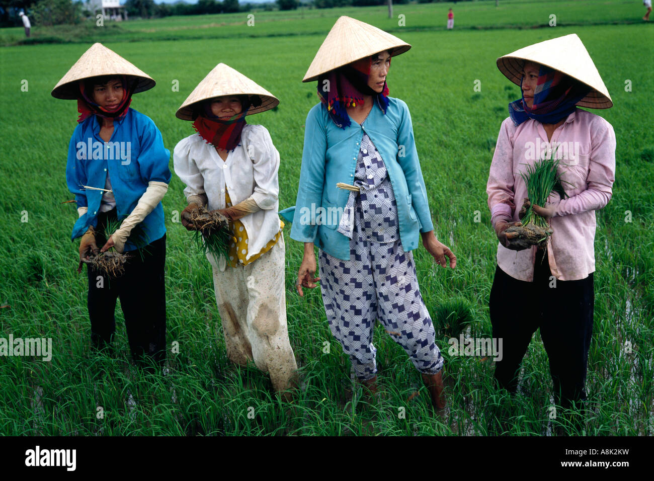 Women Straw Hats Paddy Field High Resolution Stock Photography and ...