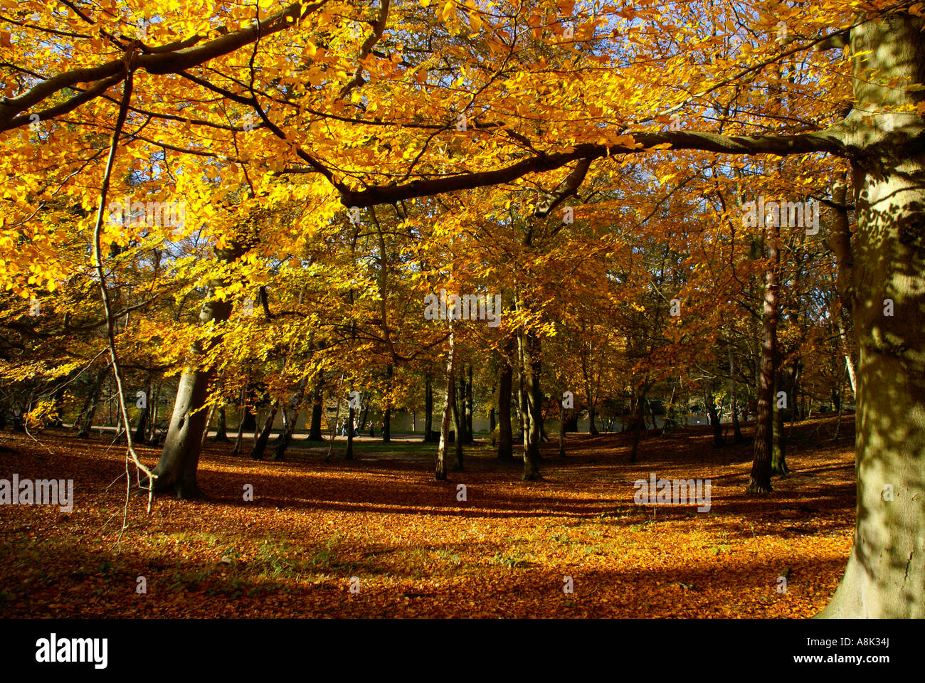 Virginia water surrey hi-res stock photography and images - Alamy