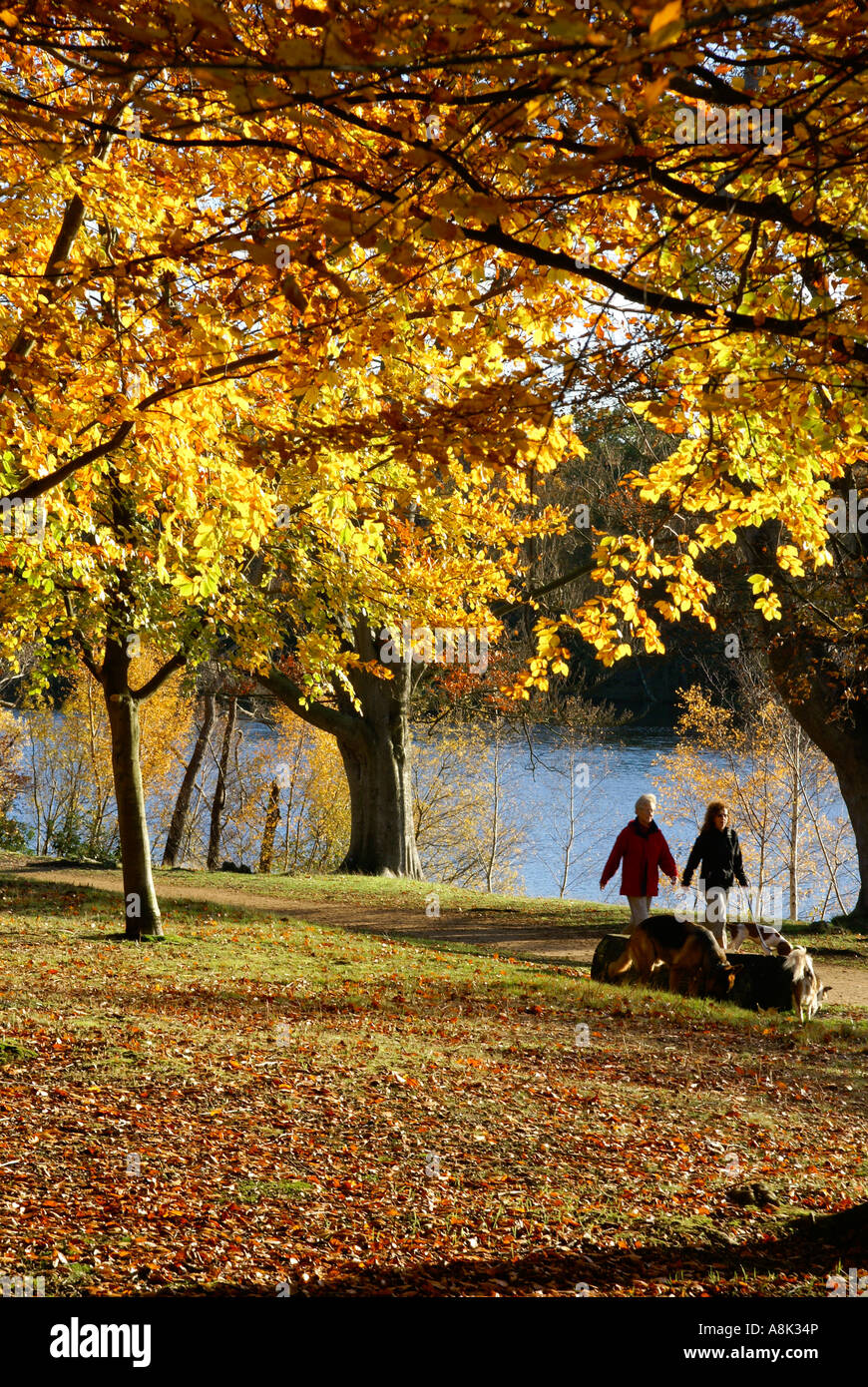 europe uk england surrey Virginia Water in autumn Stock Photo - Alamy