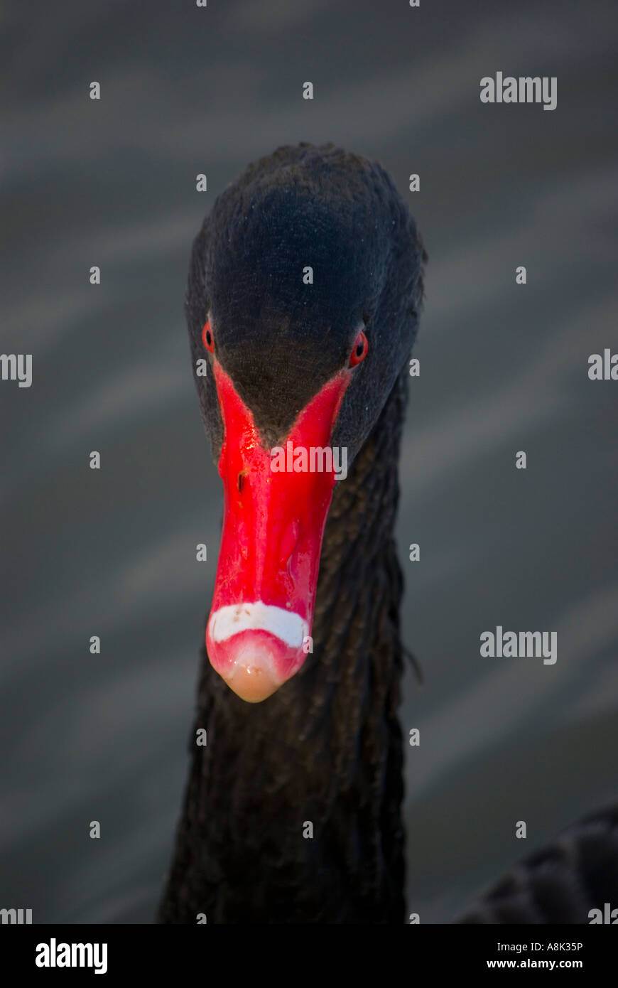 black swan head portrait Stock Photo - Alamy