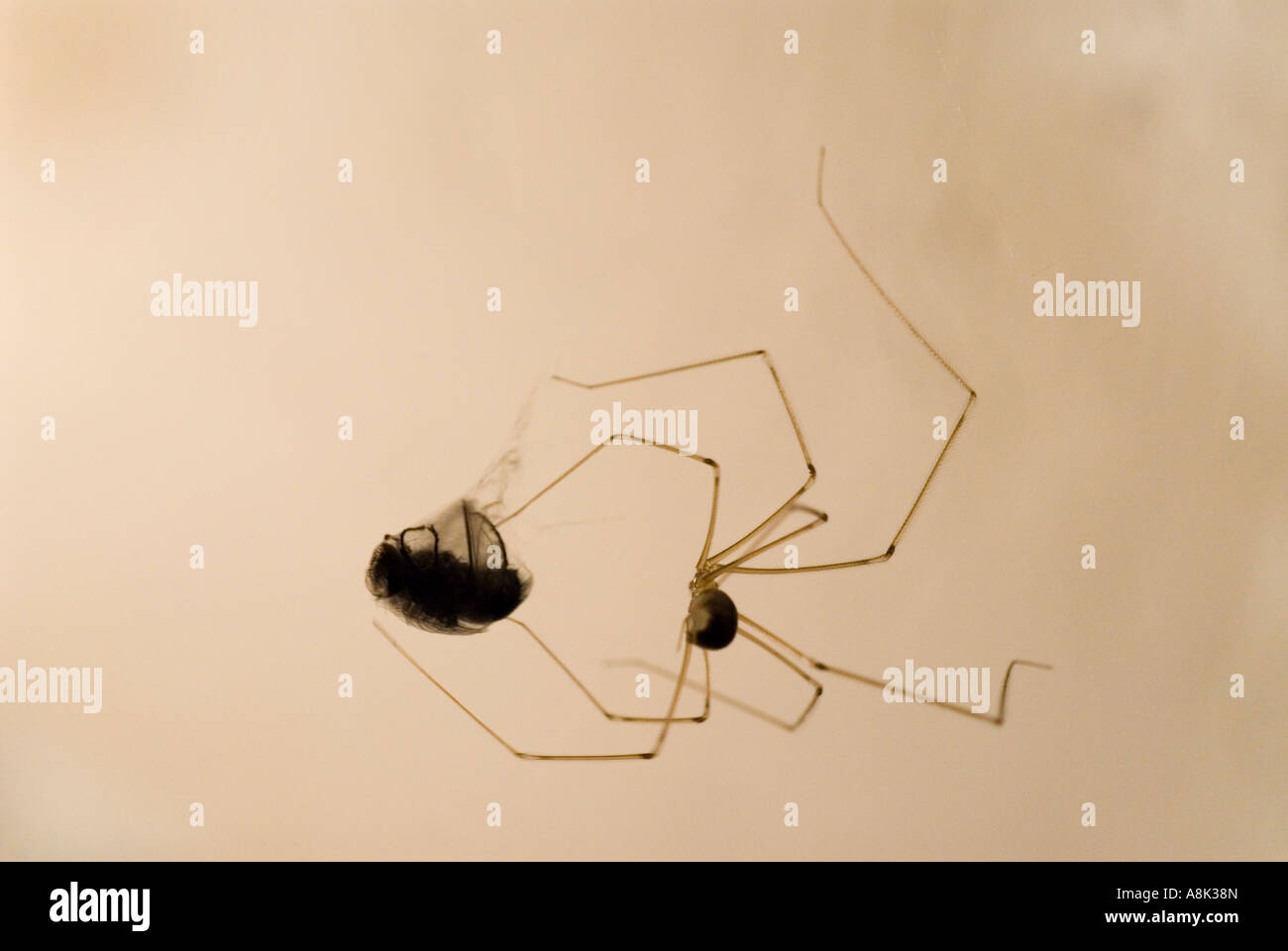spider wrapping trapped fly Stock Photo - Alamy