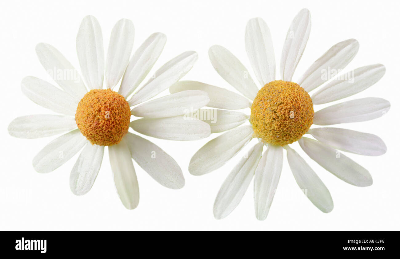 TWO CHAMOMILE/ CAMOMILE FLOWERS ON WHITE Stock Photo - Alamy