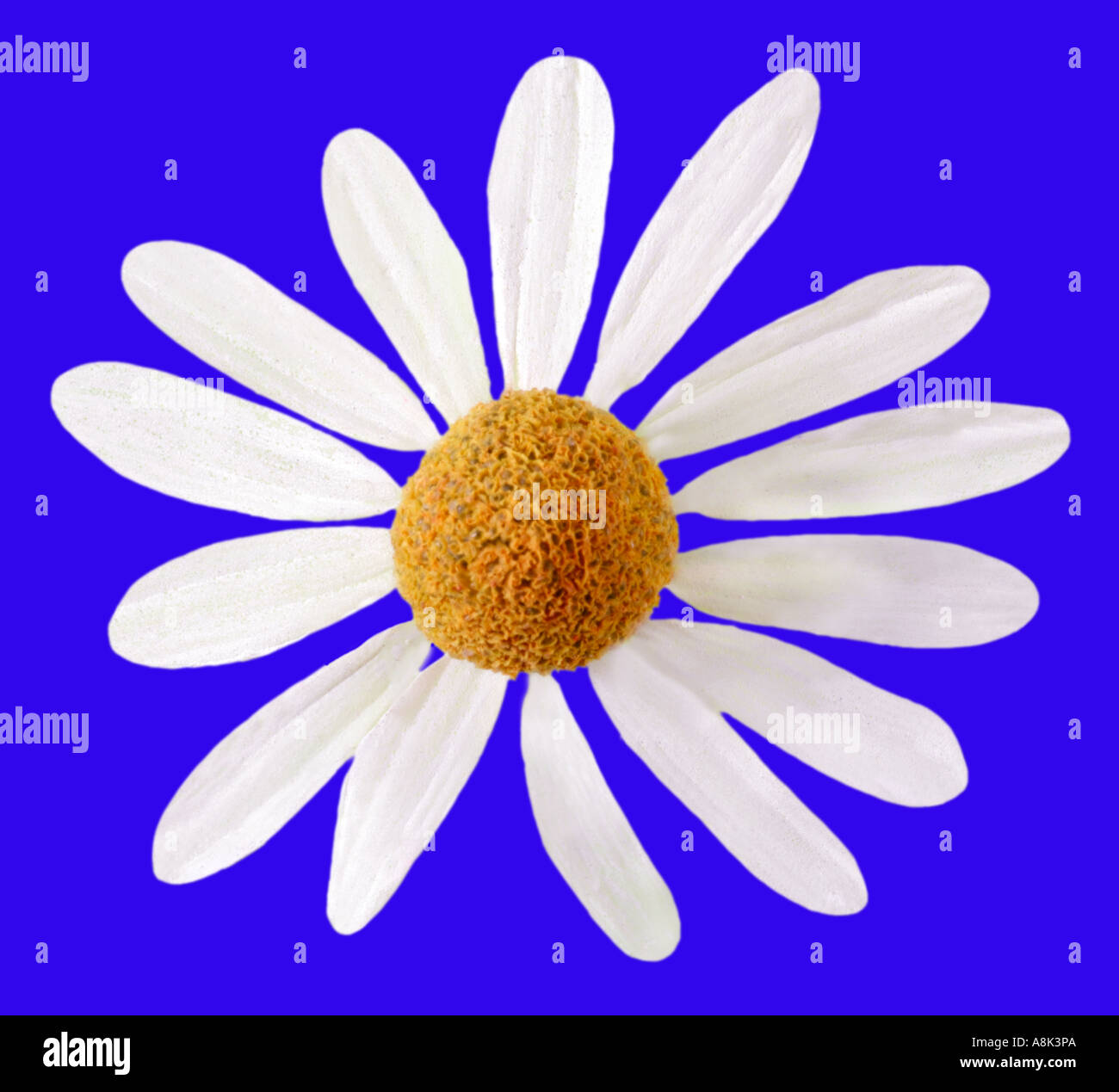 Medicinal plant blue flower hi-res stock photography and images - Alamy