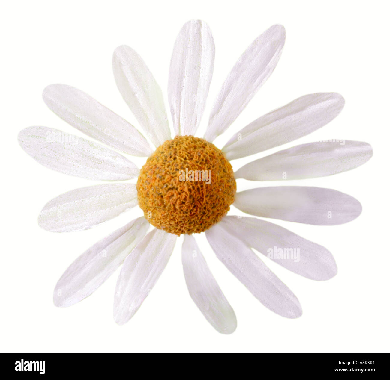 Single flower flower hi-res stock photography and images - Alamy