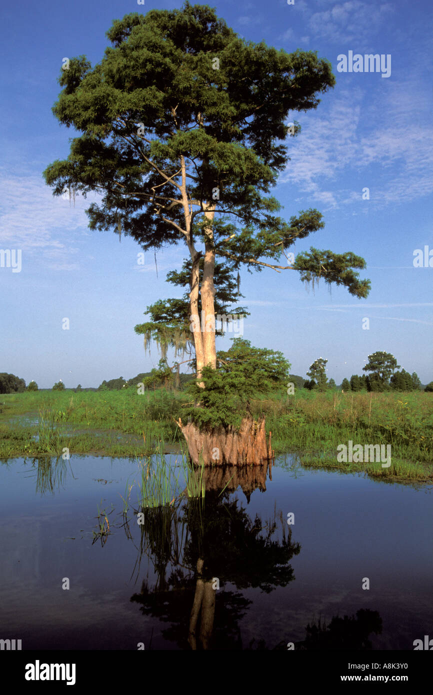 Florida, Orlando, Cypress Lake, Cypress Tree Stock Photo - Alamy