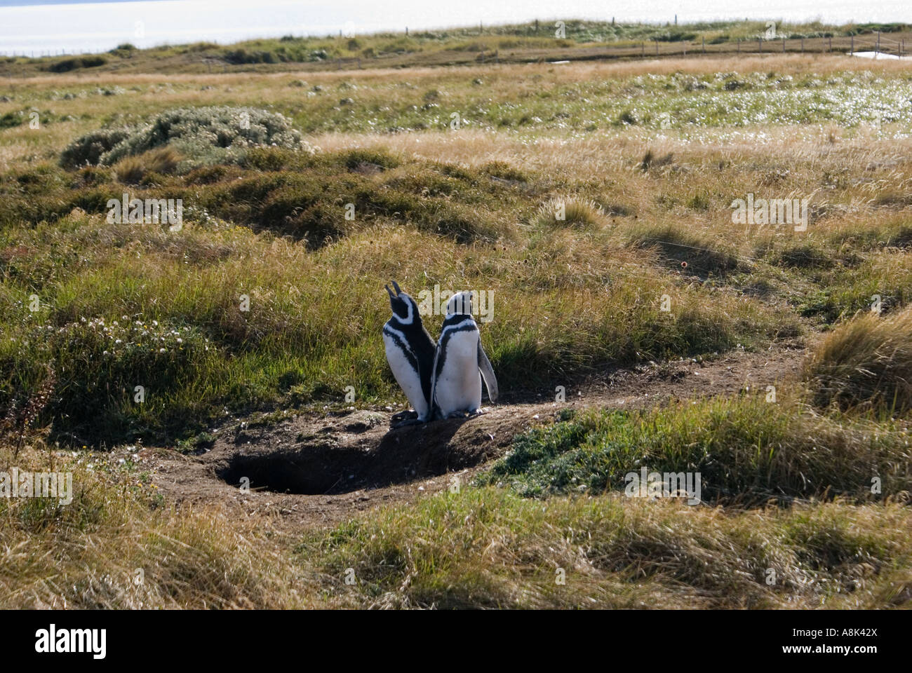 Punto arenas hi-res stock photography and images - Alamy